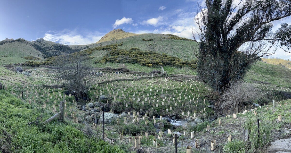 Conservation project hopes to maintain momentum | Te Rūnanga o Ngāi Tahu