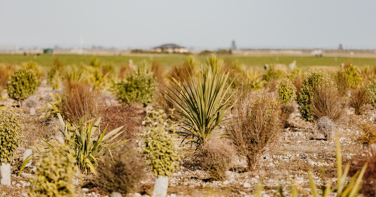 Iwi farm's native planting 'intergenerational' | Te Rūnanga o Ngāi Tahu