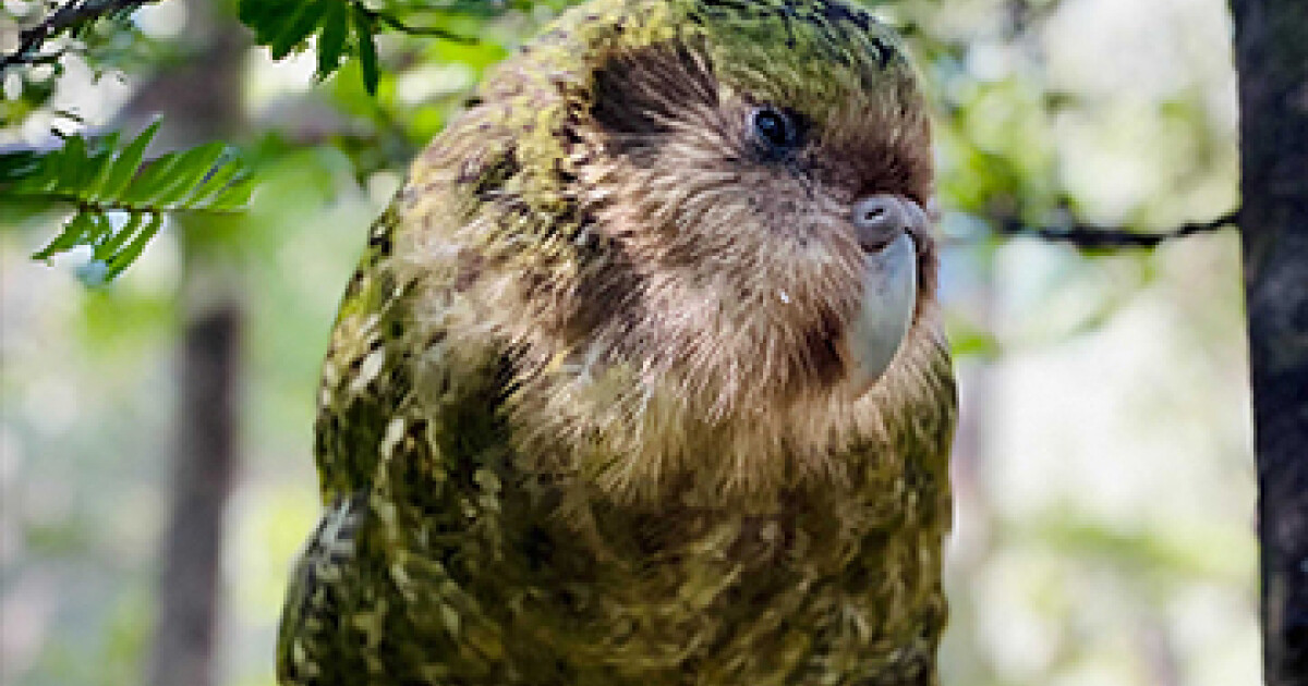 The growing mana of the kākāpō | Te Rūnanga o Ngāi Tahu