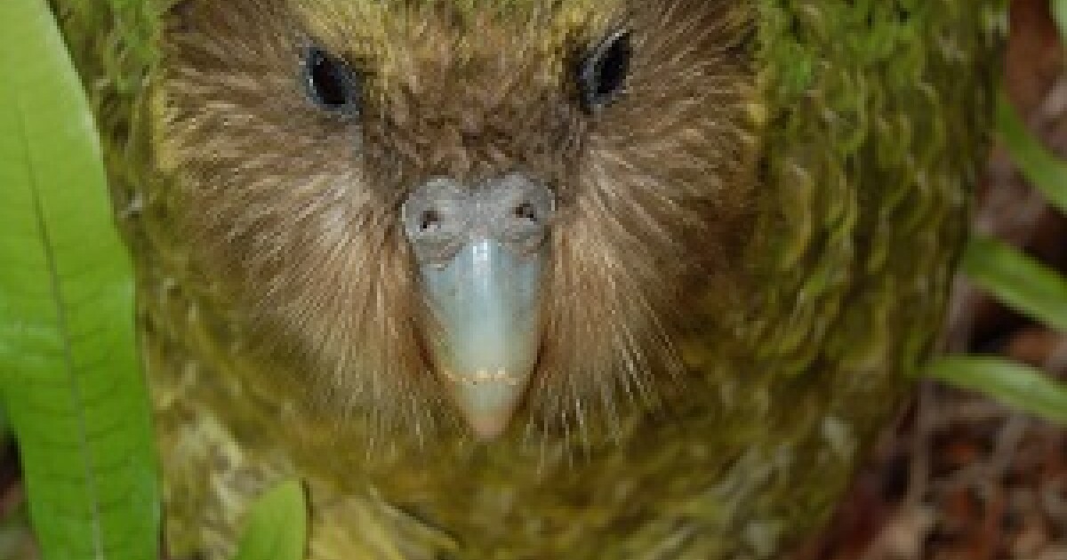 Saving Kākāpō | Te Rūnanga o Ngāi Tahu