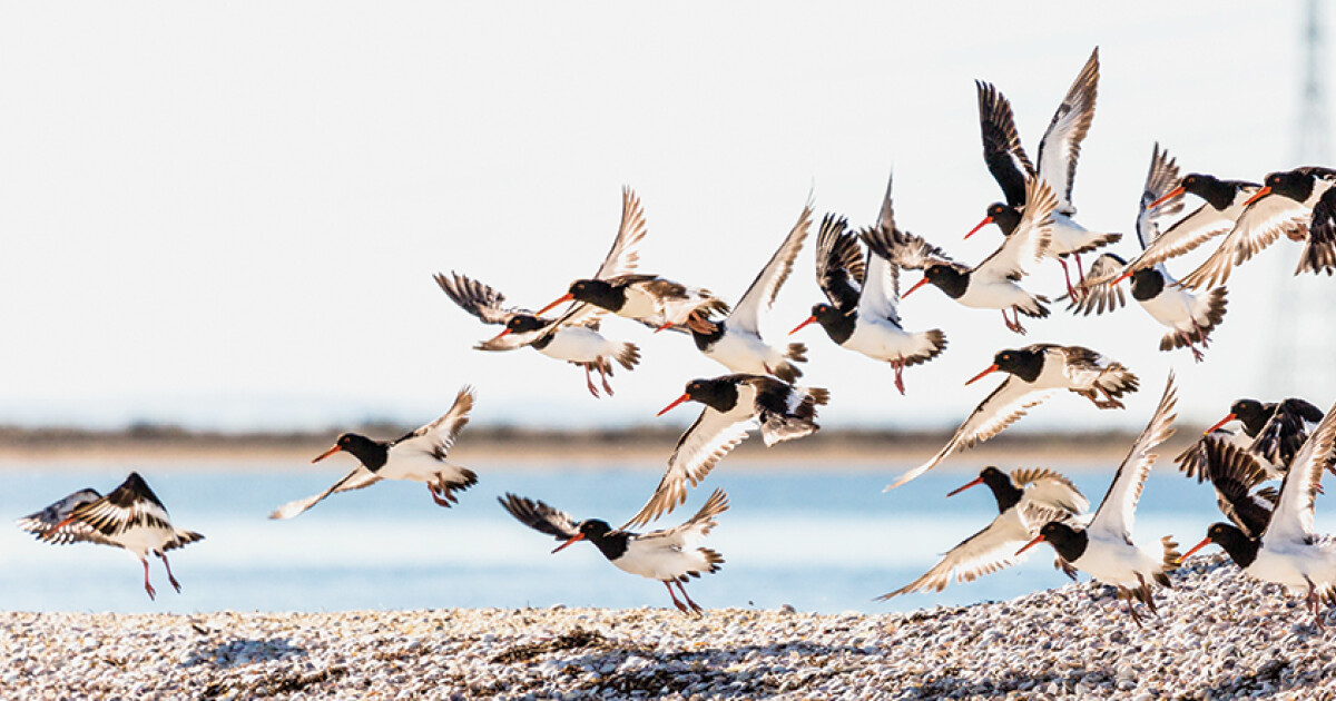 The battle for the birds of Motupōhue | Te Rūnanga o Ngāi Tahu