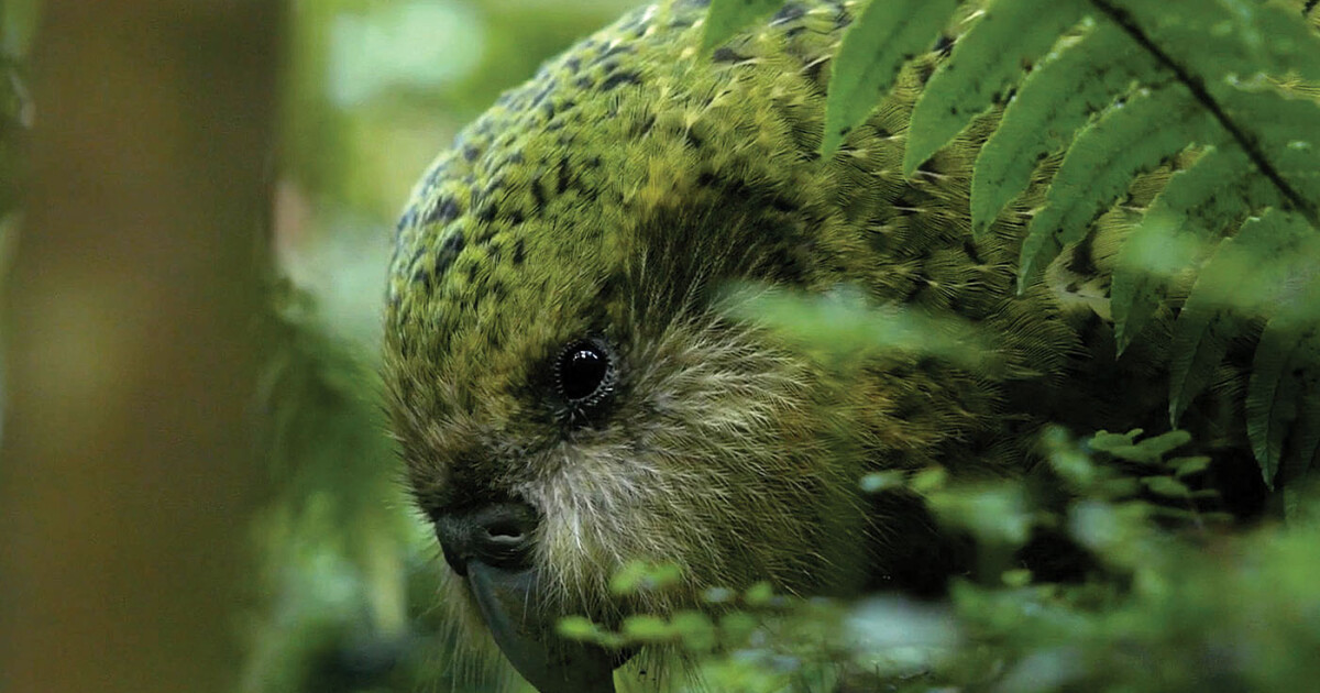 Saving the Kākāpō | Te Rūnanga o Ngāi Tahu