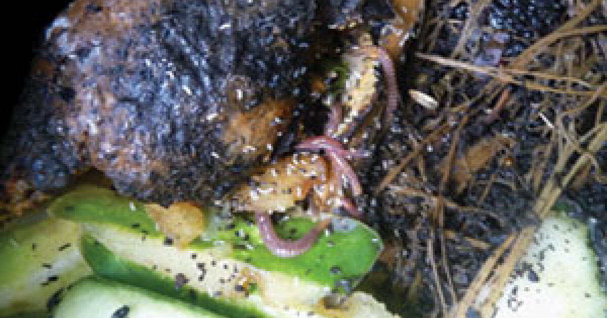 Hei Mahi MāraReturn of the worms | Te Rūnanga o Ngāi Tahu