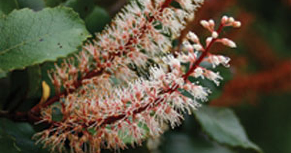 He Aitaka a TāneKamahi appeals to the senses | Te Rūnanga o Ngāi Tahu