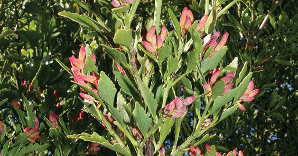 He Aitaka a TāneSniffing out toatoa | Te Rūnanga o Ngāi Tahu