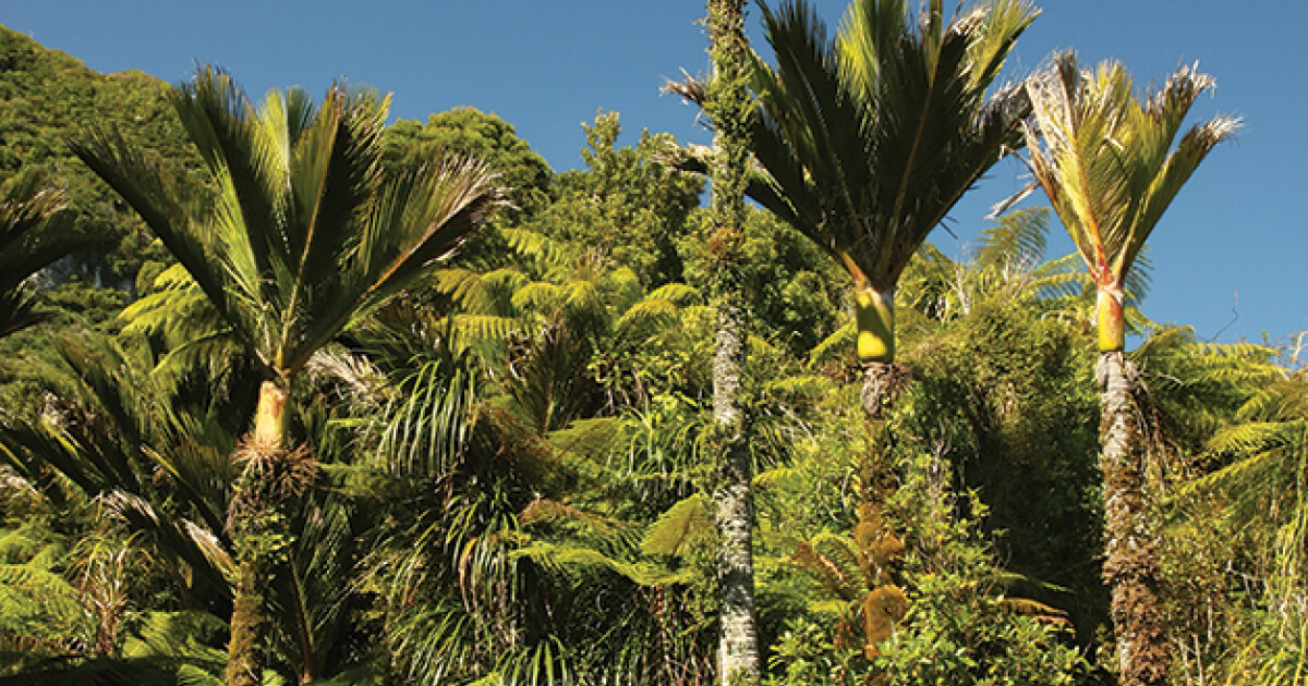 He Aitaka A TāneNīkau a taste of the tropics | Te Rūnanga o Ngāi Tahu