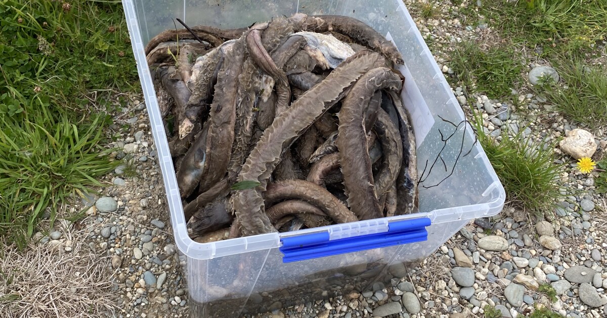 ‘Devastating’: Thousands of tuna perish | Te Rūnanga o Ngāi Tahu