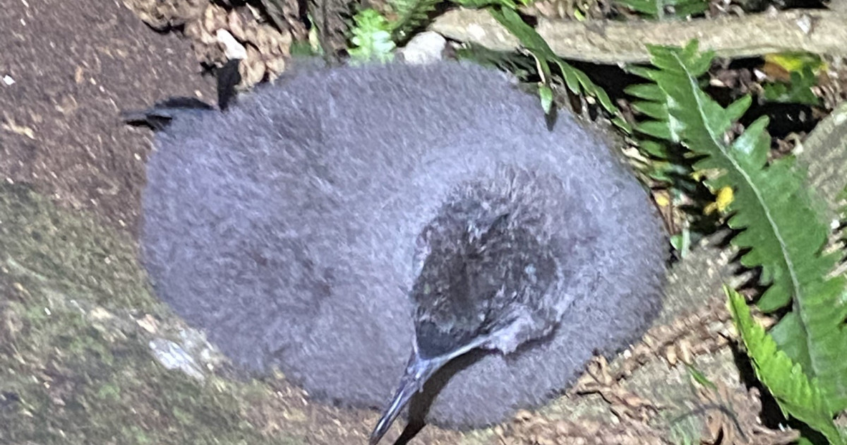 Seabird discovery reinforces link between islands | Te Rūnanga o Ngāi Tahu